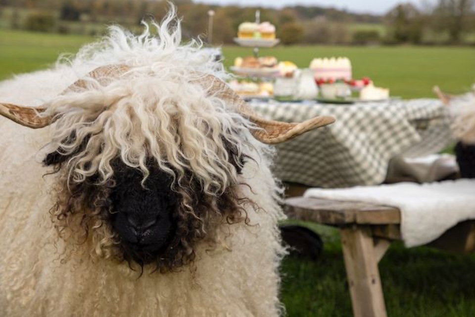 Blooming Sheep launch afternoon tea with a flock of Ewes