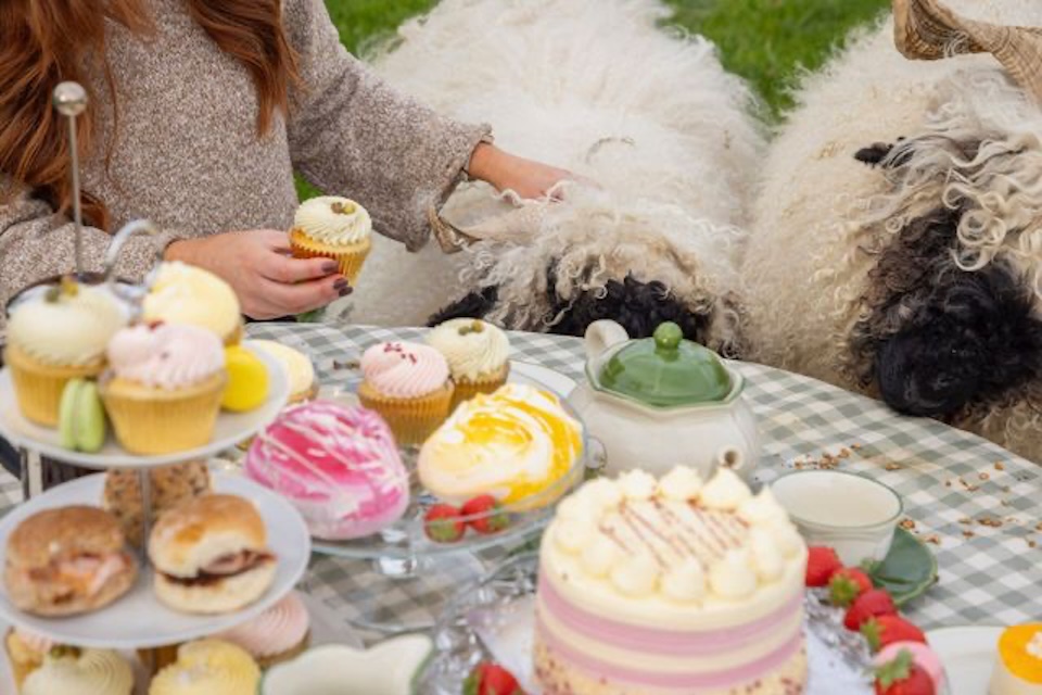Blooming Sheep launch afternoon tea with a flock of Ewes